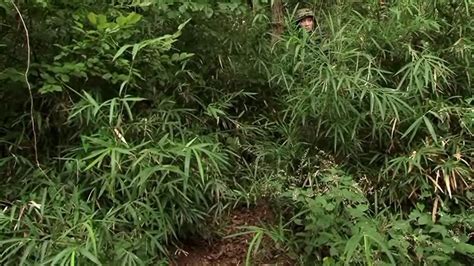 forumophilia porn forum java porn exotic japan thailand china