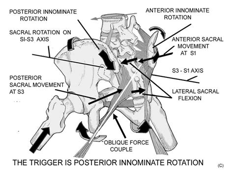 At Impact On The Left The Right Trailing Leg Innominate Begins