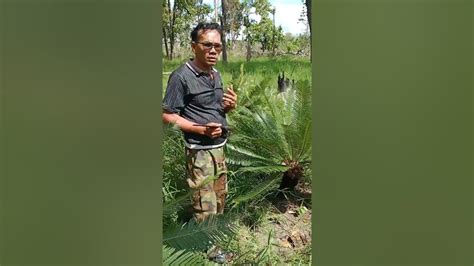 Video Khmer ភាគ 13 Khmer Hospital Khmer Traditional Medicine ថ្នាំបុរាណខ្មែរ Youtube