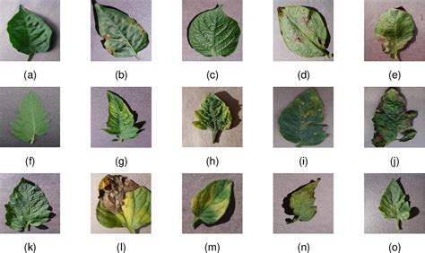 Figure 1 From Detecting Pests And Diseases In Plants Using Efficient Network Semantic Scholar