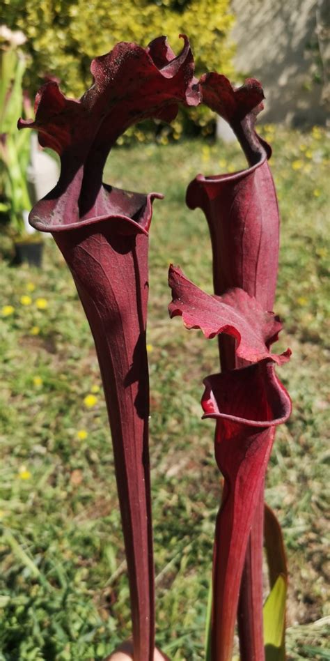 Sarracenia X Royal Ruby H239 Mk Carnivores Zone
