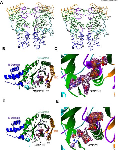 Figure 1 From X Ray Structures Of The Signal Recognition Particle