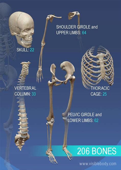 Overview Of The Variety Of Bones Skeleton Anatomy Anatomy Bones Human Bones Anatomy