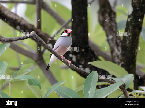 beautiful java sparrow lonchura oryzivora feeding on ground stock
