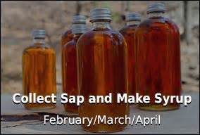 Collect Sap Make Syrup Tap My Trees Maple Sugaring For The Hobbyist Maple Syrup Products