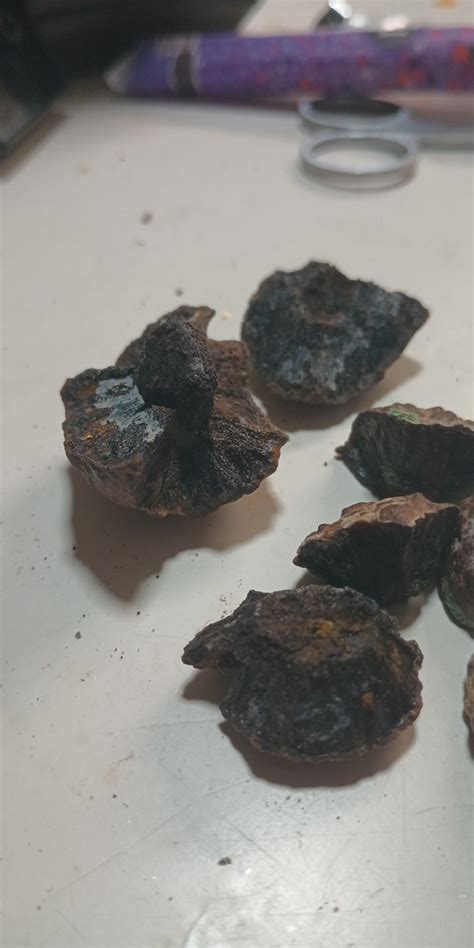 Is This A Fossilized Tree Nut Fossil Id The Fossil Forum