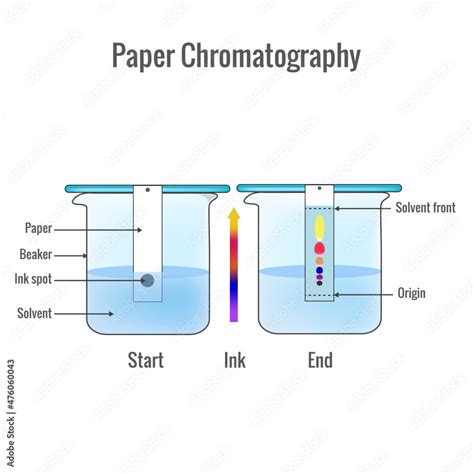 Paper Chromatography Analytical Method For The Separation Of A Mixture Into Its Individual