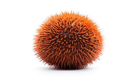 Premium Ai Image Sea Urchin A Full Body Shot Of Single