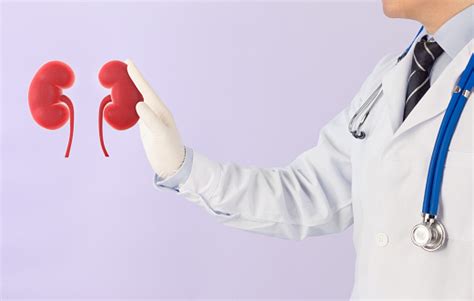 의사 확인 3d 신장 비뇨기과 3차원 형태에 대한 스톡 사진 및 기타 이미지 3차원 형태 개념 개념과 주제 Istock