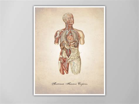 Human Anatomy Art Print Human Body Diagram Medical Illustration