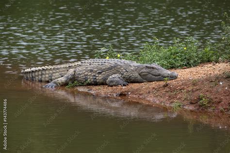 Liegendes Krokodil Am Strand Mlilwane Wildlife Sanctuary Swasiland