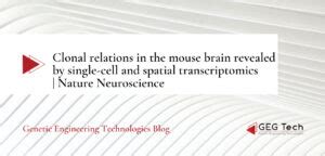 Clonal Relations In The Mouse Brain Revealed By Single Cell And Spatial Transcriptomics Nature