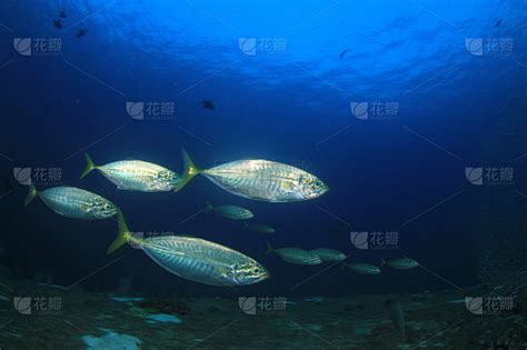 沙丁鱼，鲭鱼和金枪鱼在水下