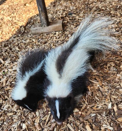 Calendar • Spunky Skunks