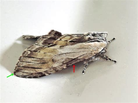 北茨城周辺の生き物 ギンシャチホコ