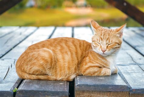 トラ柄猫の代表格！キジトラ、サバトラ、茶トラの特徴や性格を解説 Uchinoco ＜うちの子＞