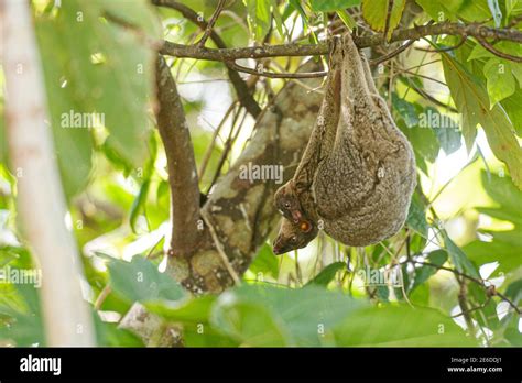 Philippine Flying Lemur A Flying Lemur That Cant Fly And Isnt A