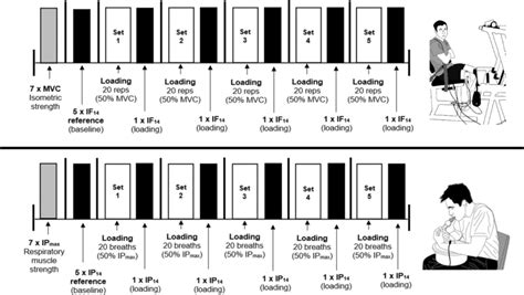 Schematic Diagram Of The Limb And Inspiratory Muscle Loading Protocols