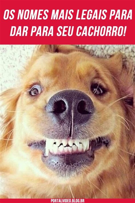 Смешная собака с зубами 76 фото