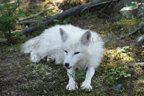 Linux Wolf Pack Linux Resources Help Software Articles And More