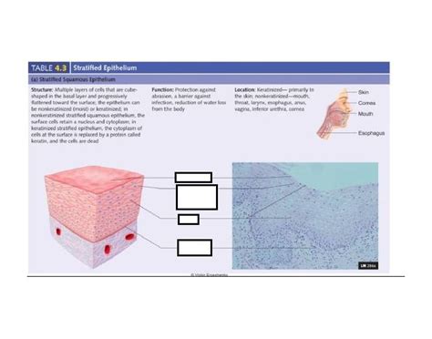 Stratified Squamos Quiz
