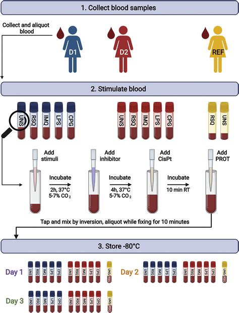 Sample Collection And Stimulation Workflow Download Scientific Diagram