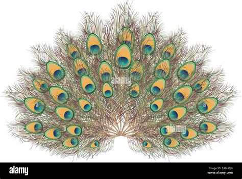 Peacock Tail Drawing Peacock Tail Small Eye Natural Feather 2 4