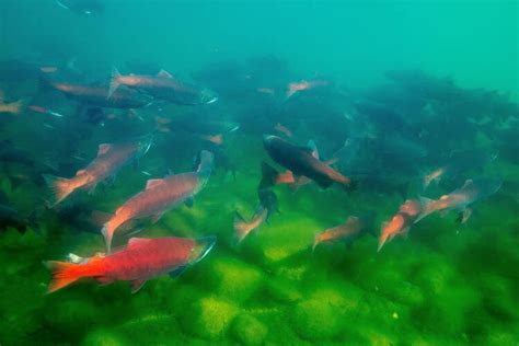 Fish Pictures Sockeye Salmon