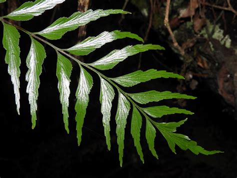 Asplenium Polyodon • New Zealand Plant Conservation Network