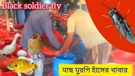 ব্লাক সোলজার ফ্লাই লার্ভা কিভাবে পাঠাই Youtube