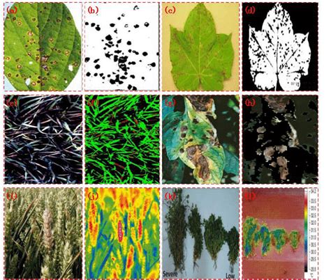 Different Imaging Techniques Used For Plant Disease Detection A D