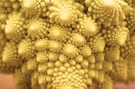 8 Fun Facts About Leonardo Fibonacci — Joseph Dagnese