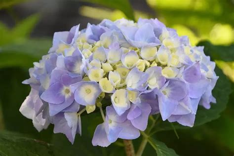 Comprehensive Guide To Hydrangea Macrophylla Twist And Shout