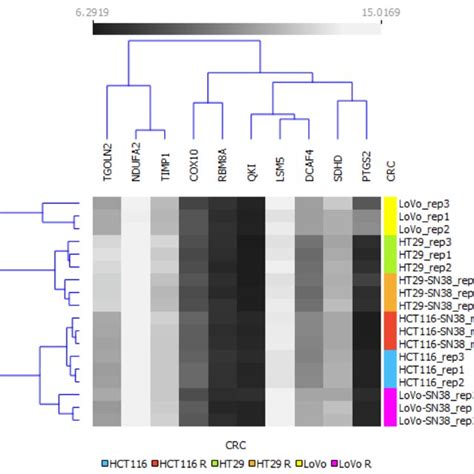 Hierarchical Clustering Analysis Of Crc Cell Lines Using Mrna