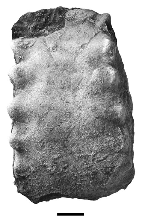 Cephalopod Evolution In Action—the Morphometric Differences Of Metacoceras And Its Descendant