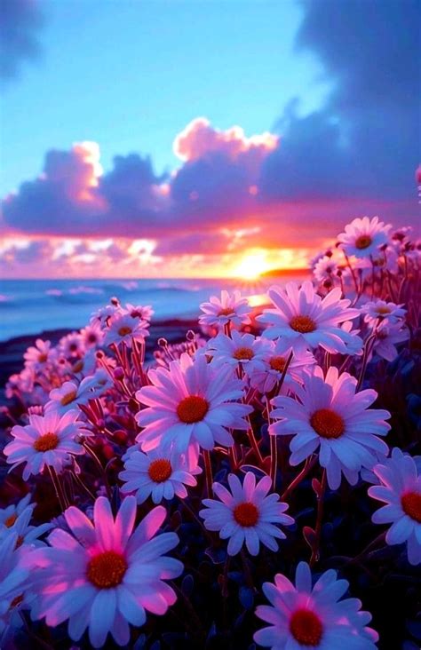 Pin By Jen Williams On Sunflowers Daises Landscape Pictures Ocean