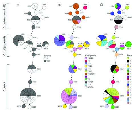 Minimum Spanning Tree Depicting The Clustering Of 19 Identified Sts By