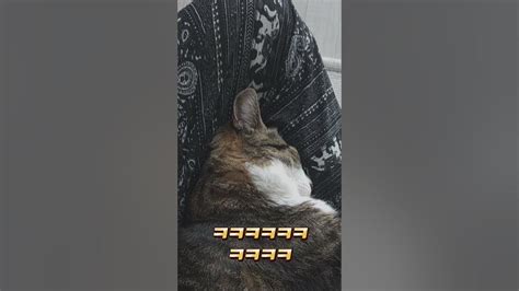 자고 있는 고양이를 쉽게 깨우는 법 Shorts Youtube