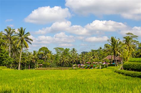 우 붓 발리 인도네시아 근처 지역에 흰 구름 푸른 하늘 코코넛 야 자 나무 그린 라이스 테라스 녹색에 대한 스톡 사진 및 기타 이미지 Istock
