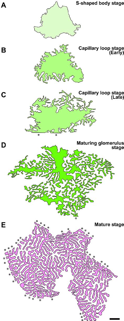 Figure 1 From Morphological Process Of Podocyte Development Revealed By Block Face Scanning