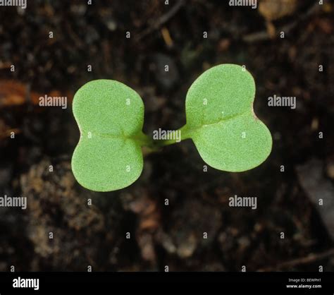 Wild Radish Or Runch Raphanus Raphanistrum Seedling Cotyledons Only