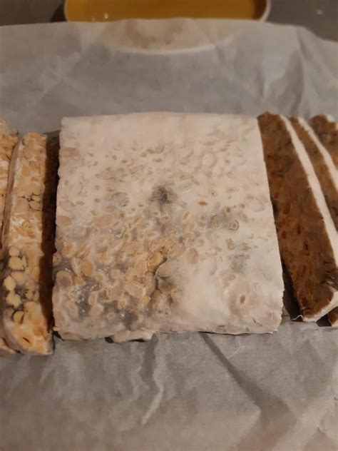 1st Tempeh Attempt R Fermentation