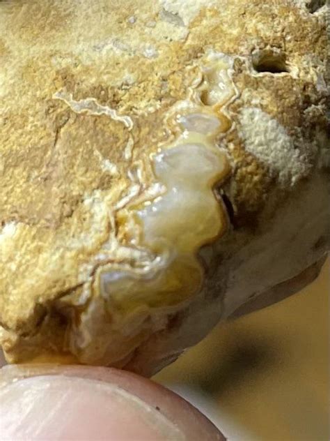 Agatized Gastropod Snail Fossil Found In Paleozoic Gravel R Fossilporn