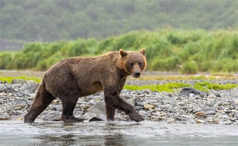 Katmai Brown Bear Katmai National Park Alaska Photos By Ron Niebrugge