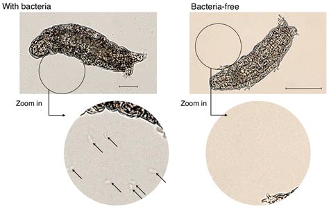 Ultralow Input Genome Sequencing Library Preparation From A Single Tardigrade Specimen