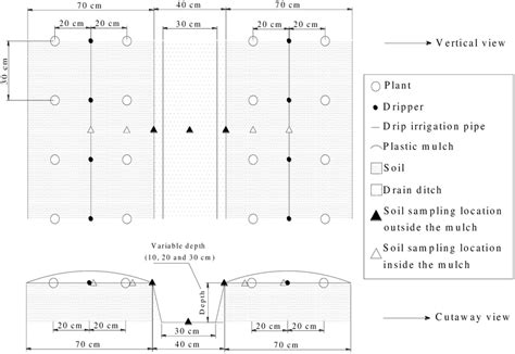 The Arrangement Of Plants And The Locations Of Soil Samples Download Scientific Diagram