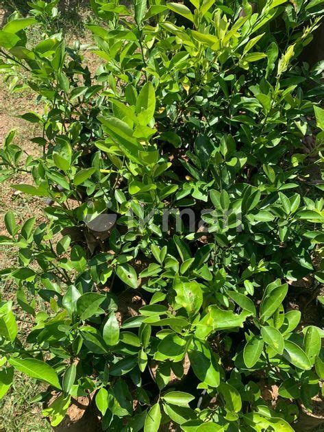 Naran Plant නාරන් පැල Big For Sale In Homagama Ikman