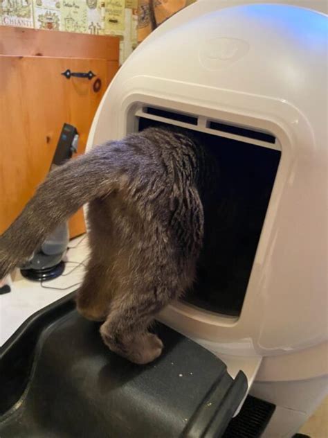 Litter Robot 4 Shield Review Useful But Not For Every Cat