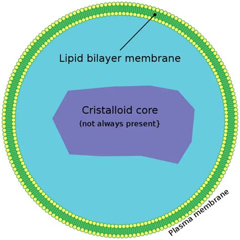 Peroxisomes Definition Structure Enzymes And Functions Biology