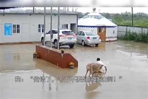 男子准备出门，狗子一个“飞铲”直接将其撞倒，网友：起锅烧油！网友男子